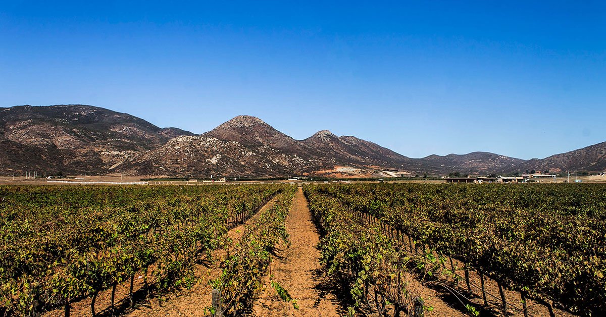 Emevé Vinos, la historia detrás de sus premiados vinos